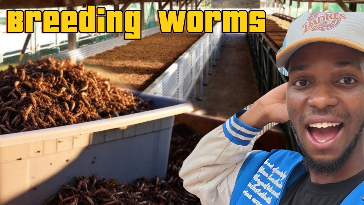 Turning Waste into Gold: Vermi Manure Farming in Zimbabwe. - YouTube