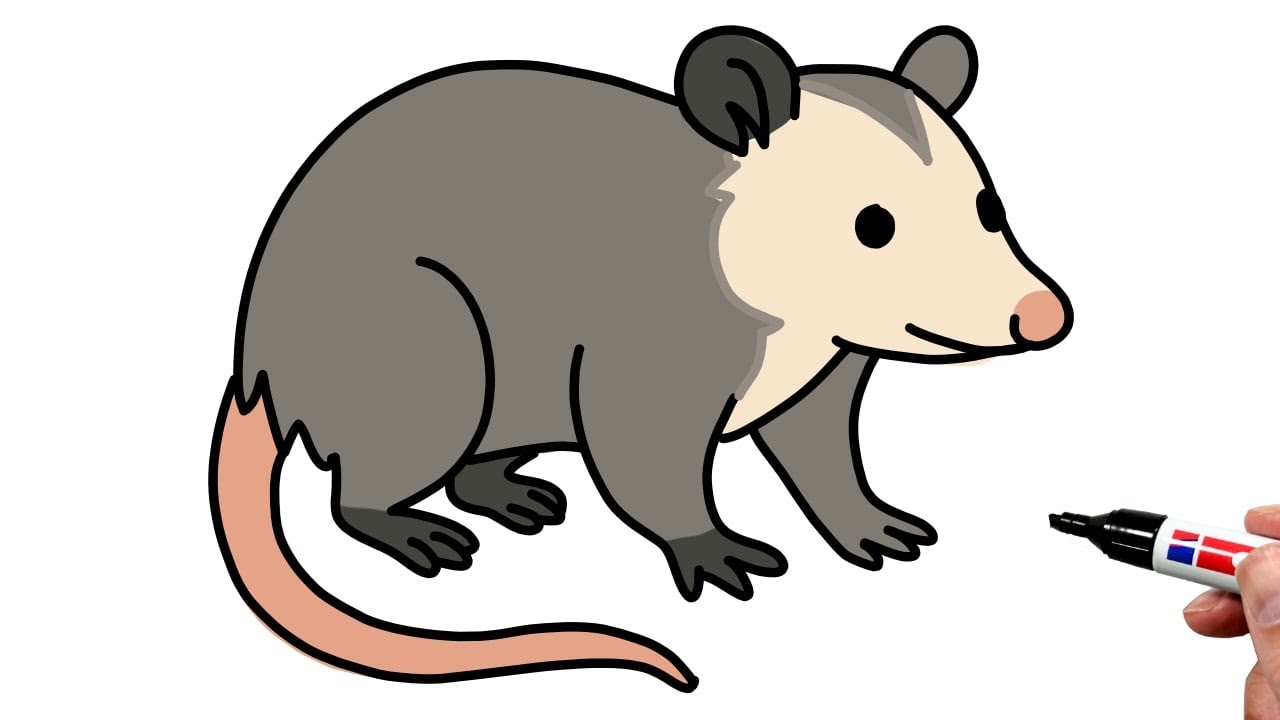 How to Draw a Possum - YouTube