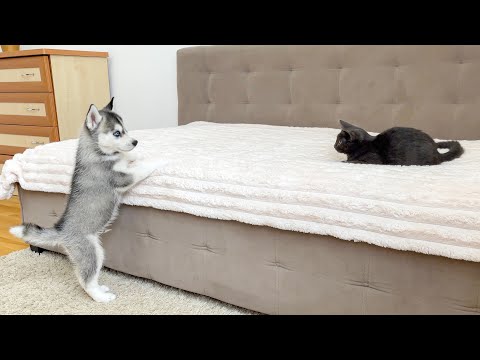 Husky Puppy Meets Kitten For The First Time
