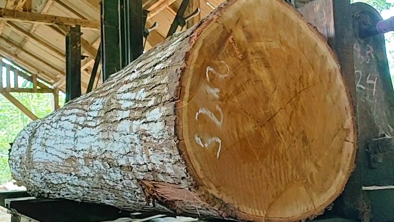 sawing jumbo acacia logs full of hard fibers into beautiful planks ...