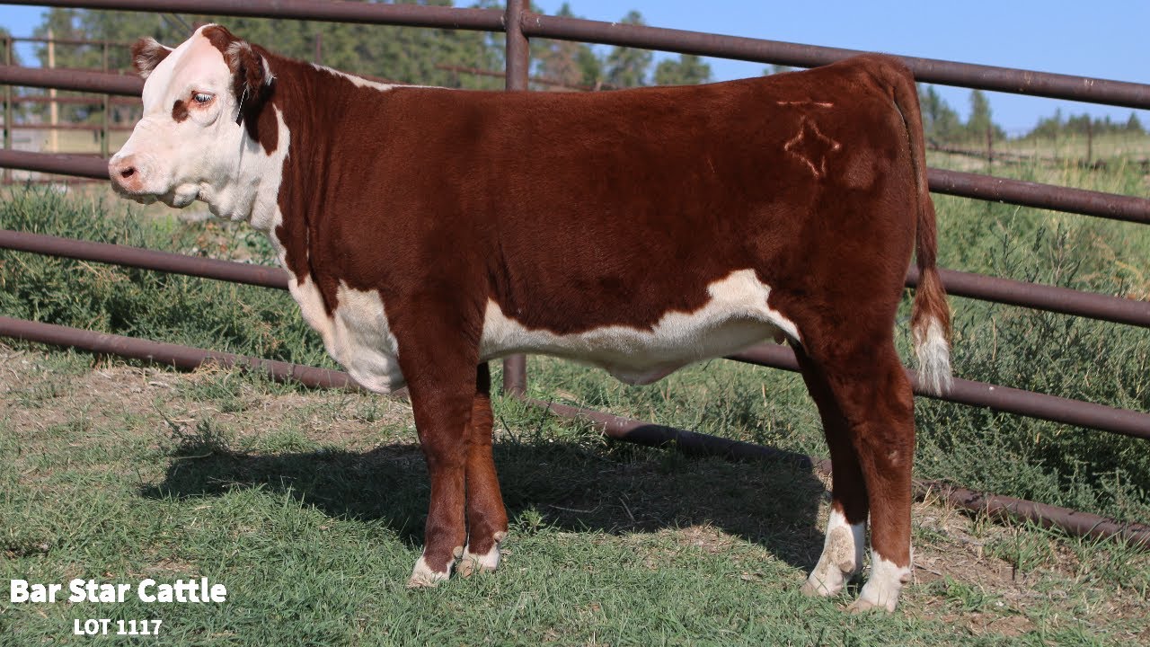 Bar Star Cattle Sale Heifer 1117 - YouTube