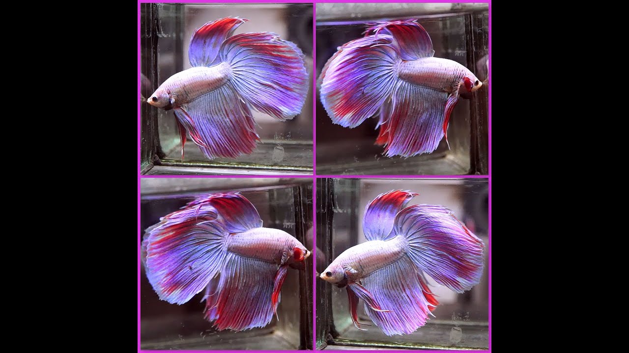 Betta Fish BLUE METALLIC PURPLE DRAGON Veil Tail VT Male T131 - YouTube