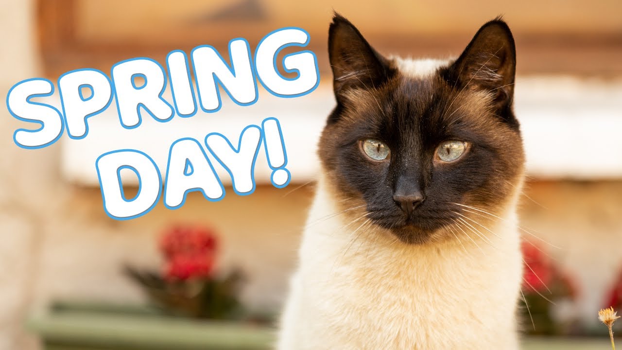 Funny Siamese cat enjoys Spring (Adorable) - YouTube