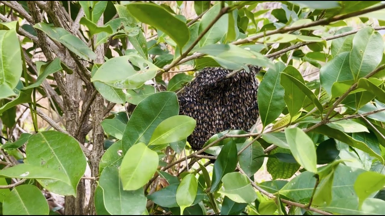 Honey Bee, Honey Comb Eating - YouTube