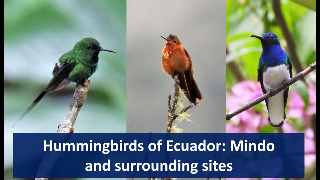 Ecuador Hummingbirds - Mindo area and surrounding sites - YouTube