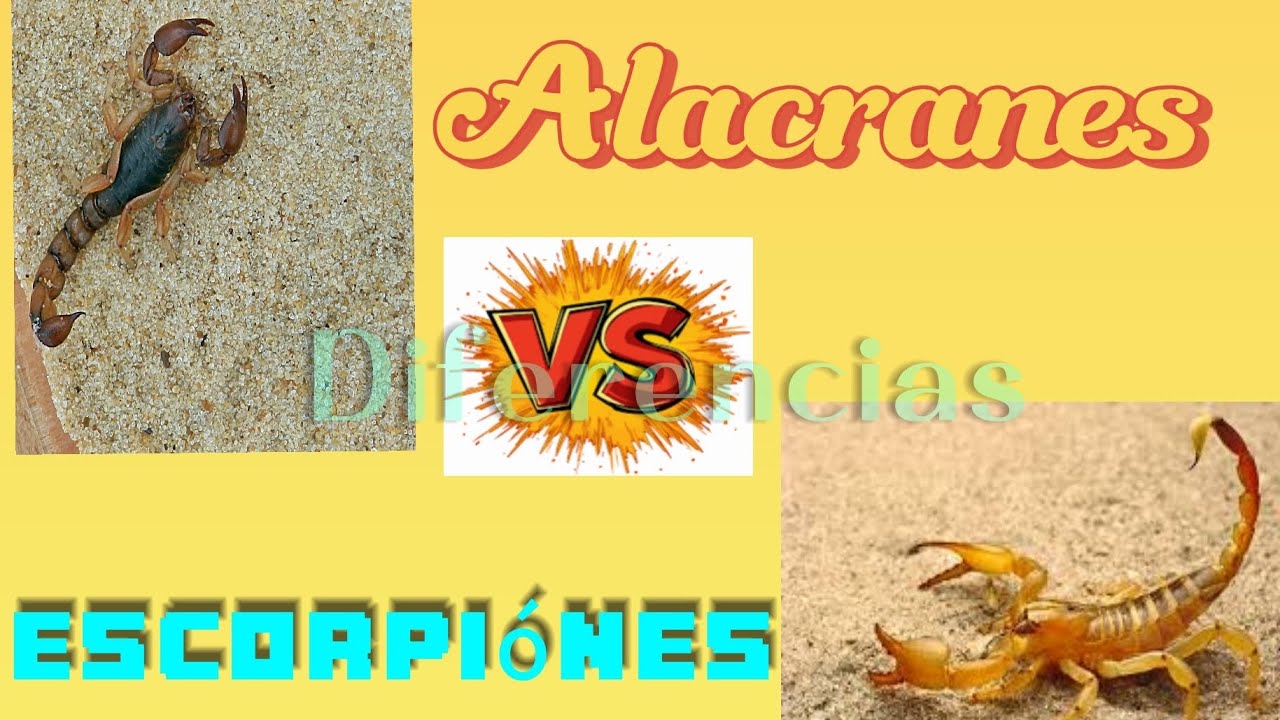 Diferencia entre un alacrán y un escorpión y que debés saber si te pica ...