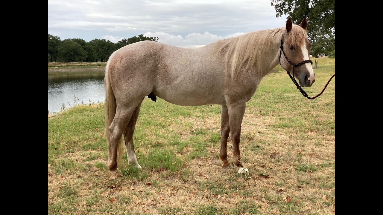 MILLION LIGHT 2018 RED ROAN STALLION PROSPECT - YouTube