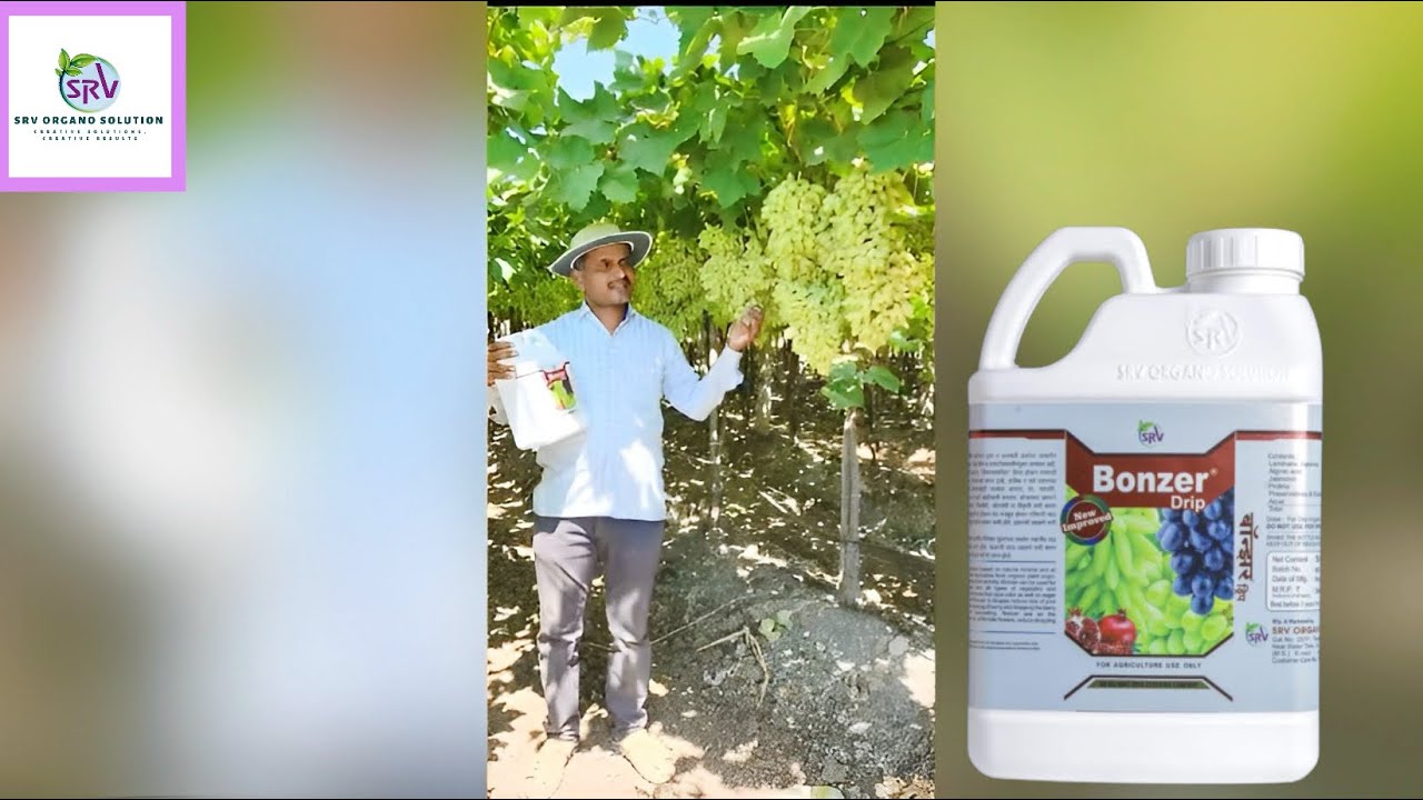 🍇ममी फिकेशन चा खरा राजा म्हणजे Bonzer Drip®, पाहा खरा result , आधी ...