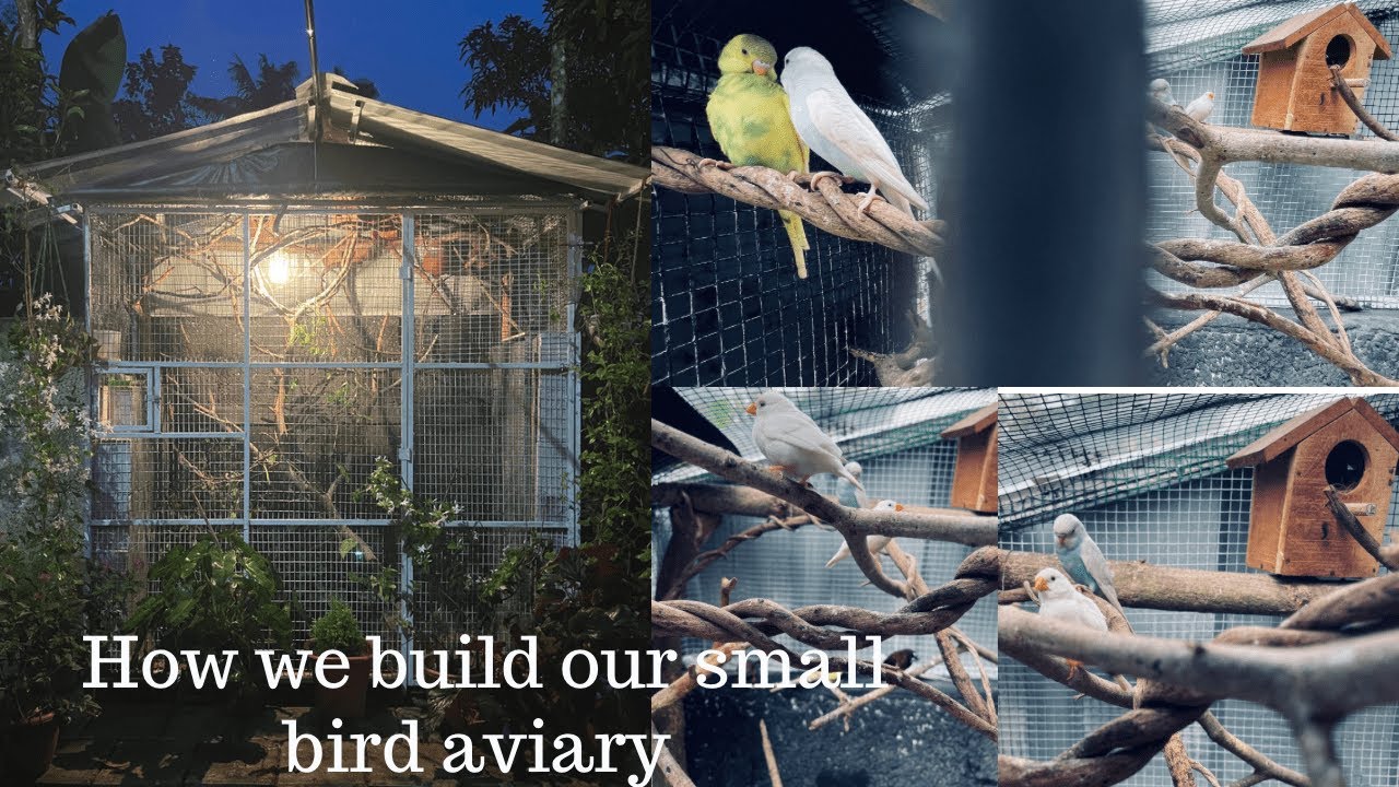 How we build our small bird aviary /home aviary /finches cage - YouTube