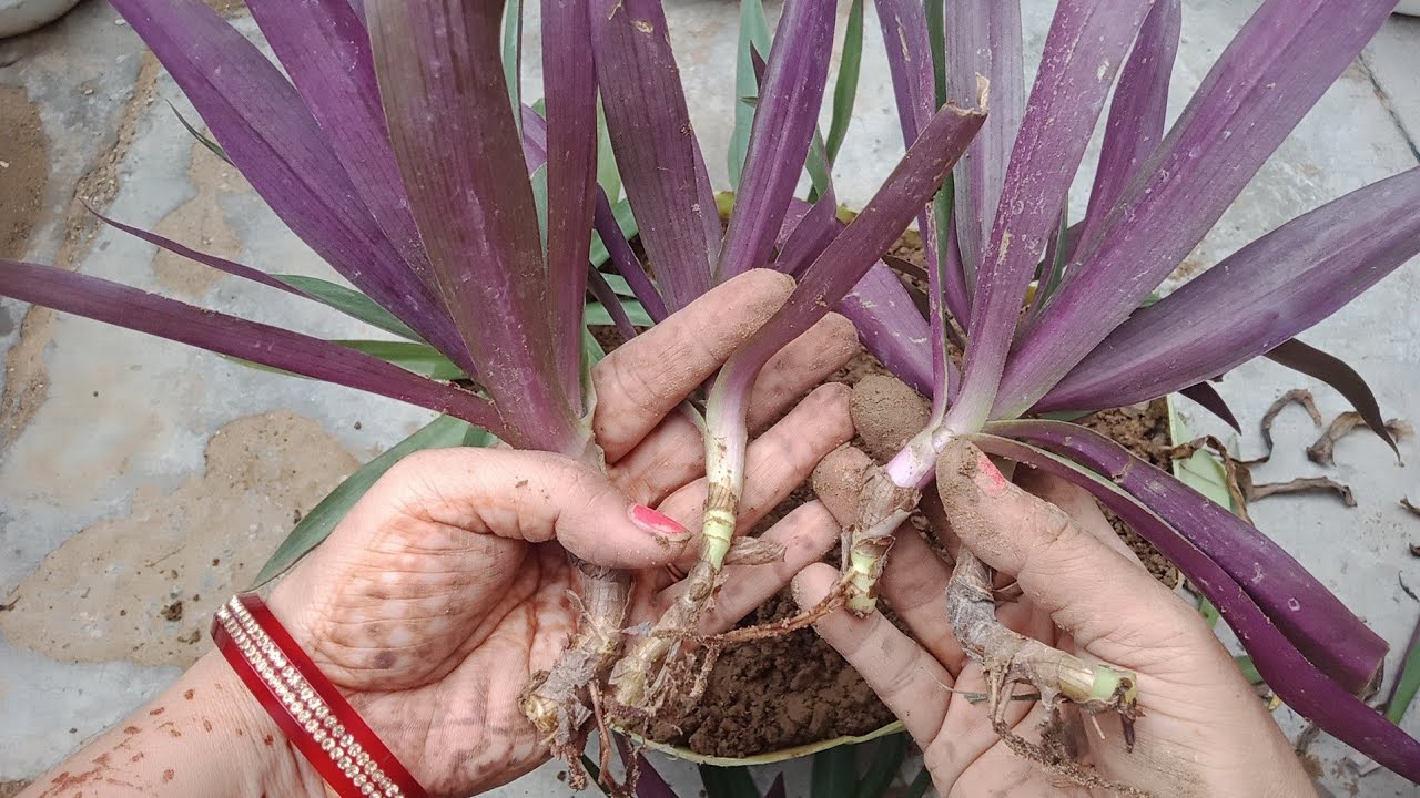 How to Propagate Rhoeo plant|propagation of Rhoeo plant| # ...