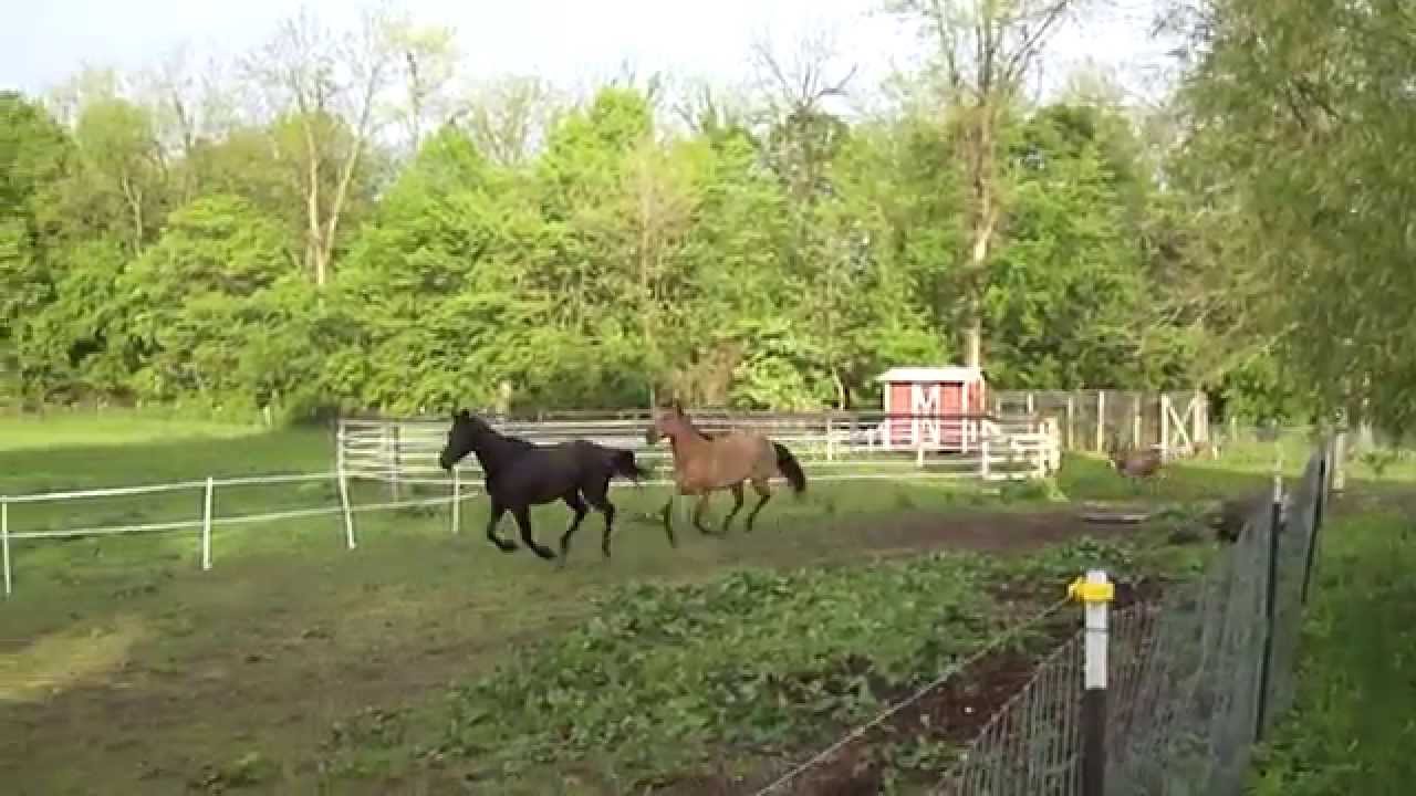 Horses Running - YouTube
