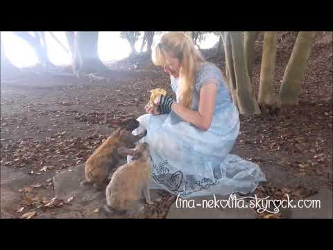 Usagi Island (Ile des lapins) - JAPON