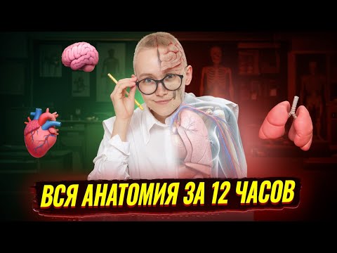 ➕20 баллов за 12 часов | ВСЯ АНАТОМИЯ для ОГЭ по биологии | Елена Зеленская | Умскул