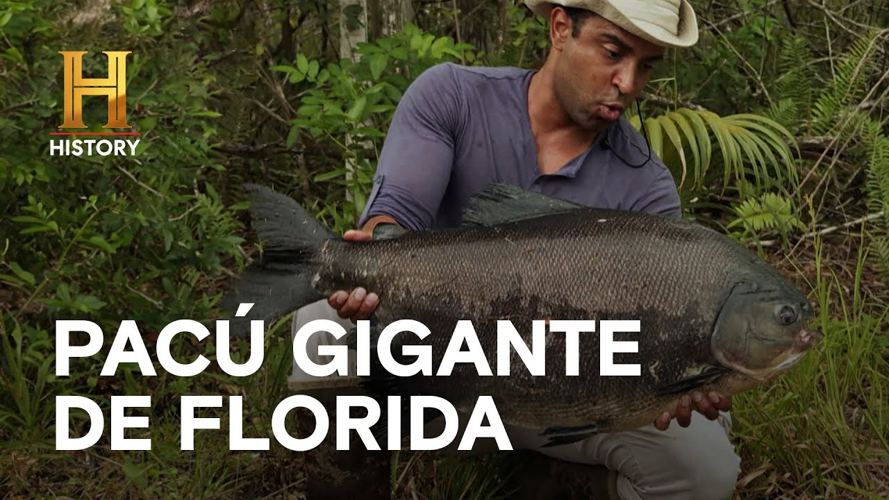 PACÚ GIGANTE DE FLORIDA - AMOS DEL PANTANO - YouTube