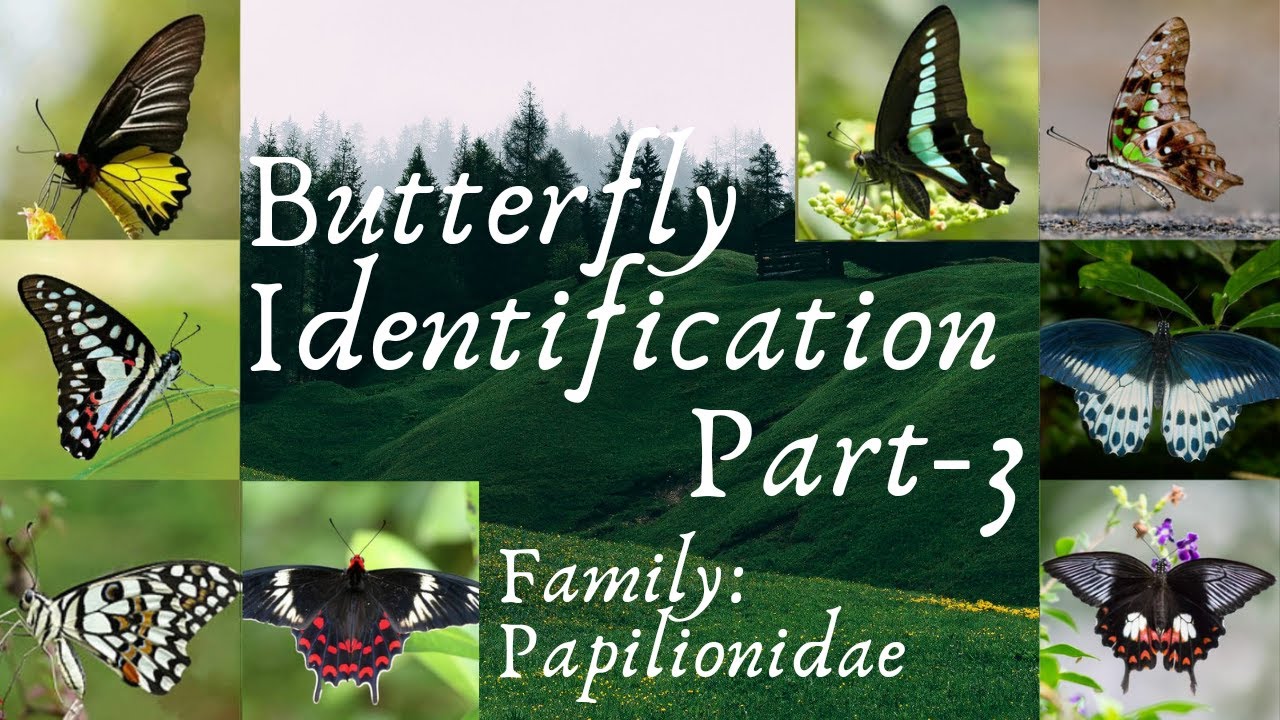 Butterfly Identification Part 3 | Family Papilionidae |Swallowtail ...