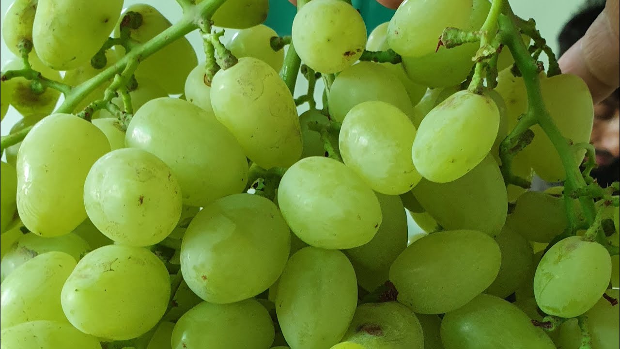 Imported New Grapes varieties in Pakistan | Ukrain grapes Longawaited ...