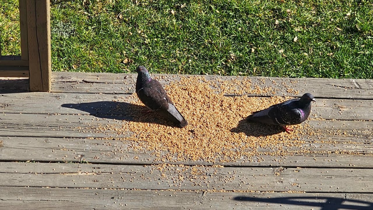 what beautiful pijen #nature - YouTube