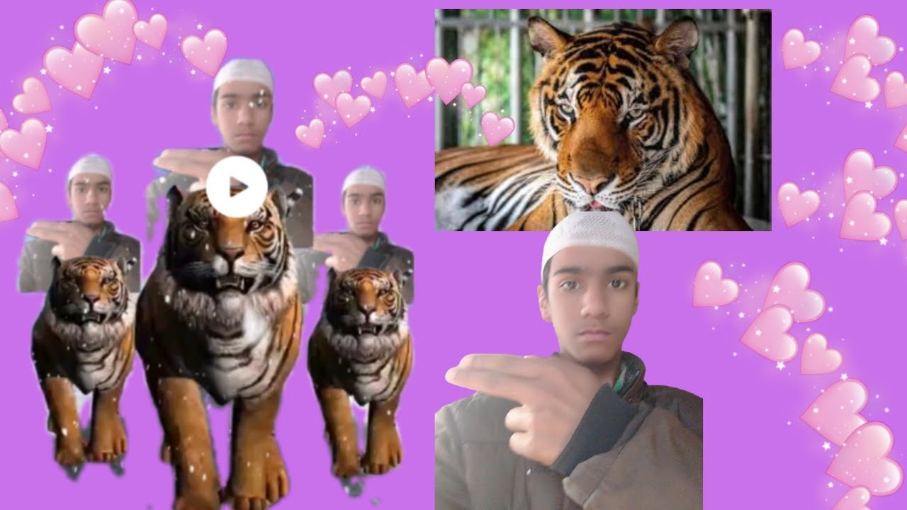 Raja Ki Tiger Tiger Se Yaari hai please channel support🙏 - YouTube