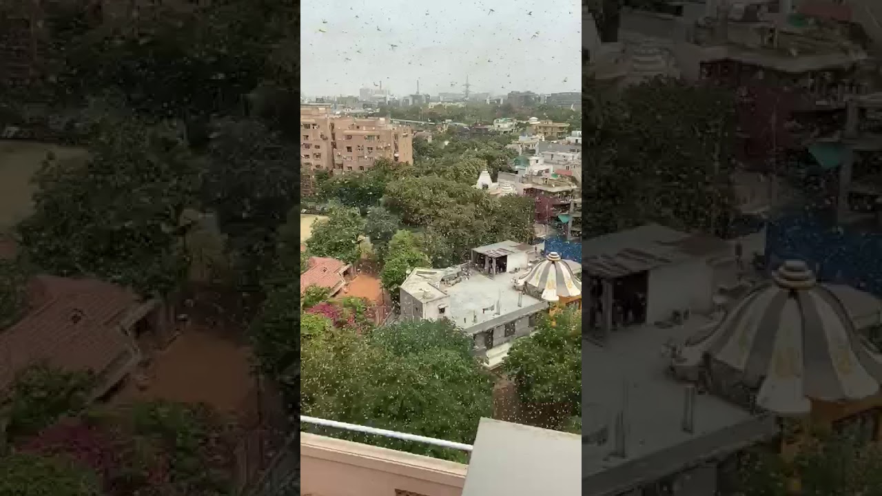 #Locust attack on Heritage City - photo received. Tidda, Gurgaon ...