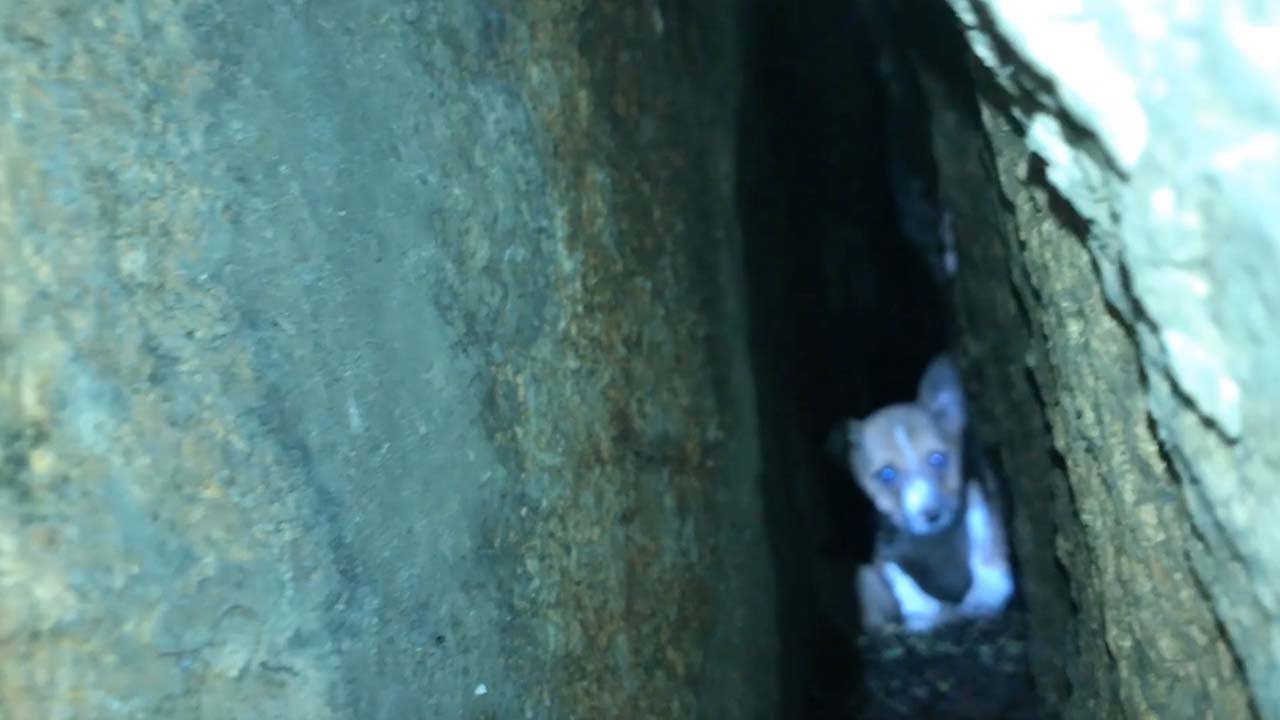 Dog Rescued From Rocks After 40 Hours - YouTube