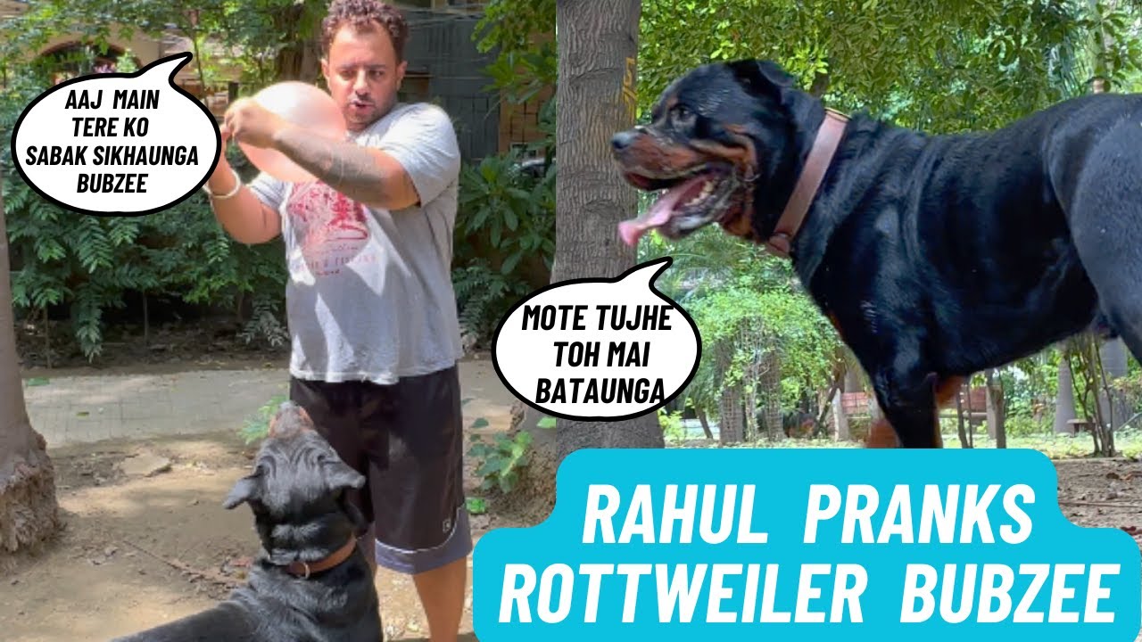 Rahul Pranks Rottweiler Bubzee: Kya Bubzee Fas Gaya Rahul Ke Jaal Mein ...