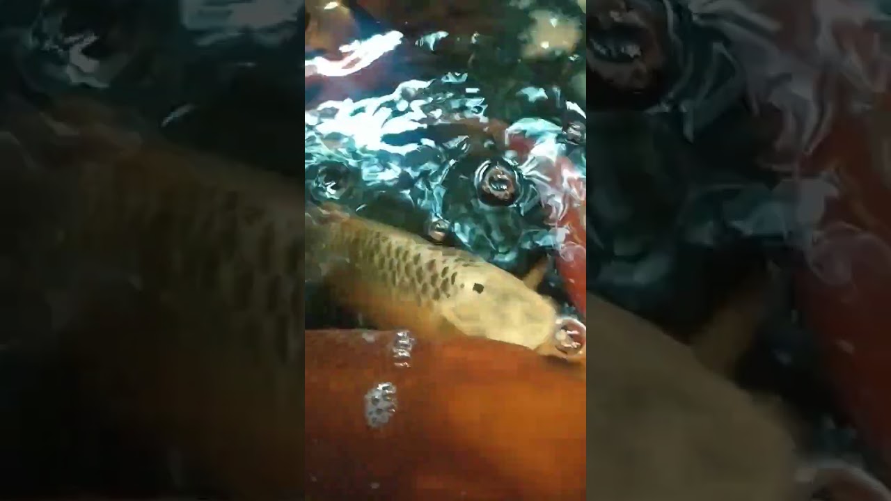 koi monster #shorts - YouTube