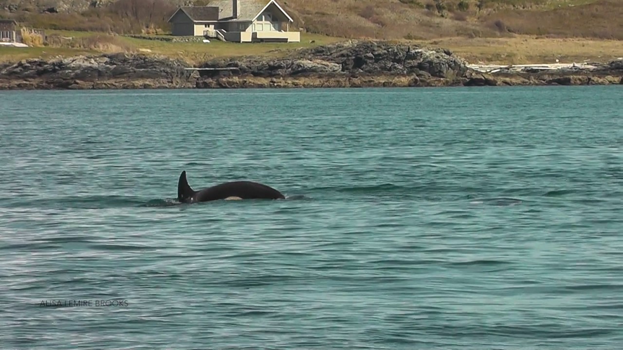 J16s - Haro Strait - off San Juan Island - April 3, 2017 (HD) - YouTube