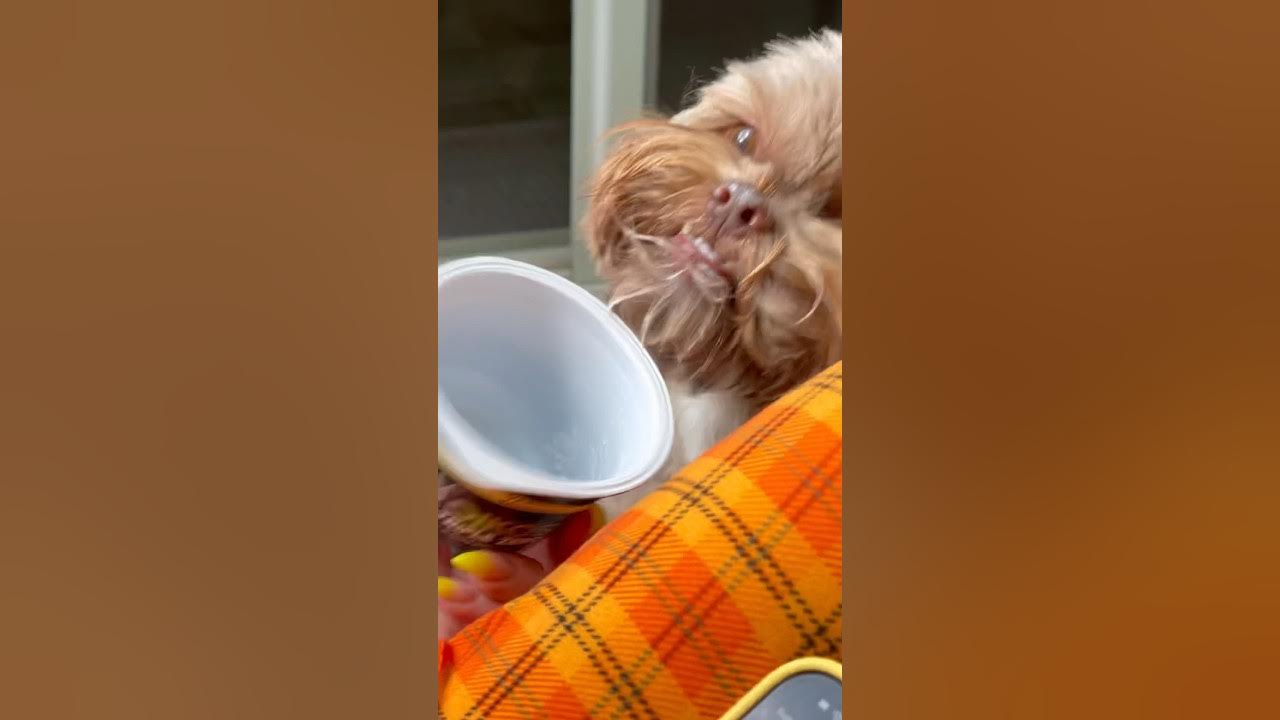 Dog Dishwasher Cutest Shorkie Puppies Funny Dogs Cute Pets Dog dog-dishwasher-cutest-shorkie-puppies-funny-dogs-cute-pets-dog