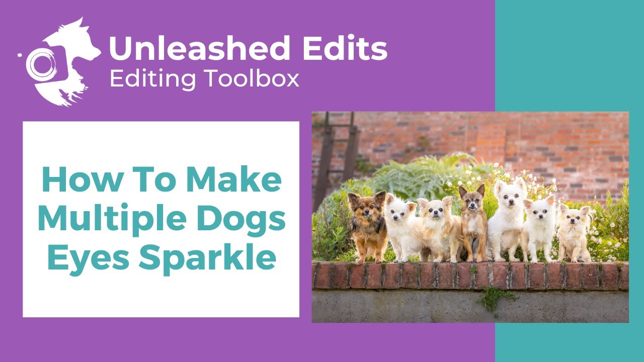 How To Make Multiple Dogs Eyes Sparkle - Dog Photography Editing - YouTube
