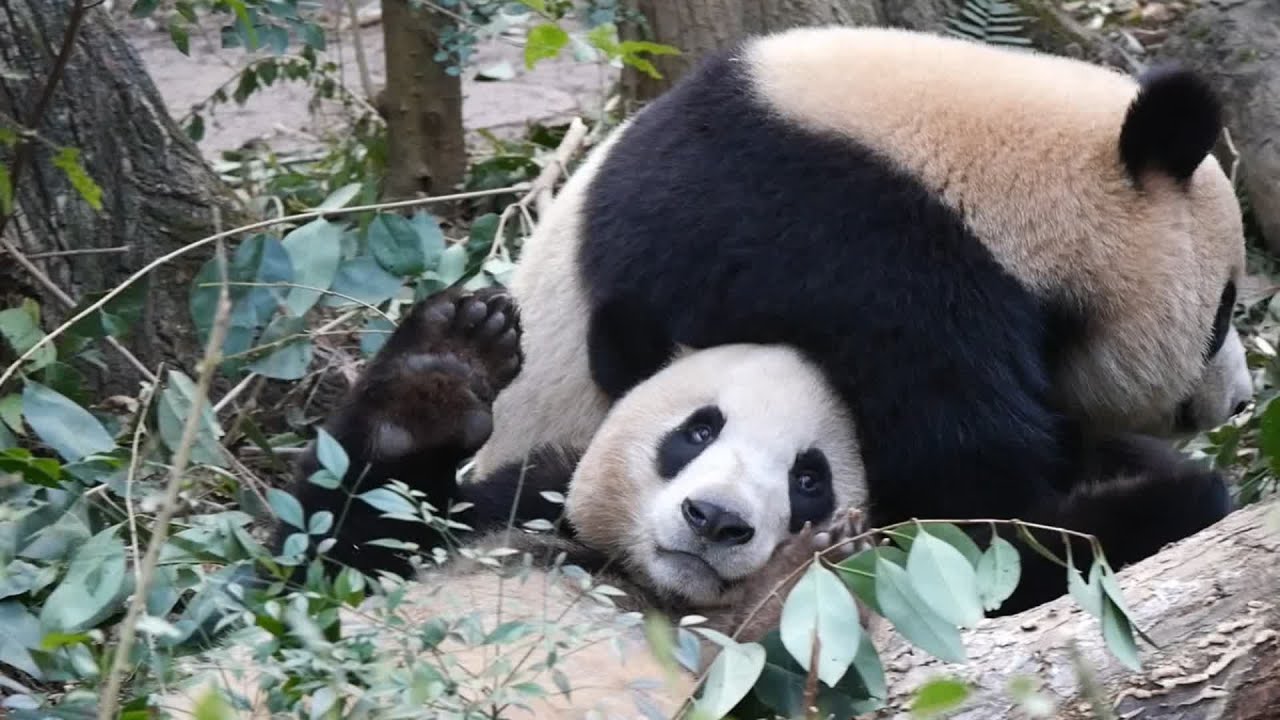 Run Yue & Ai Jiu cuddle fight 😄 - YouTube