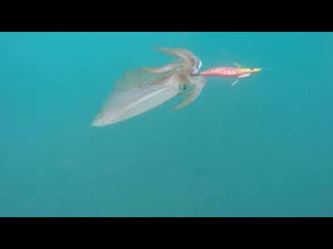 IFISH Large Squid out of a tiny boat - YouTube