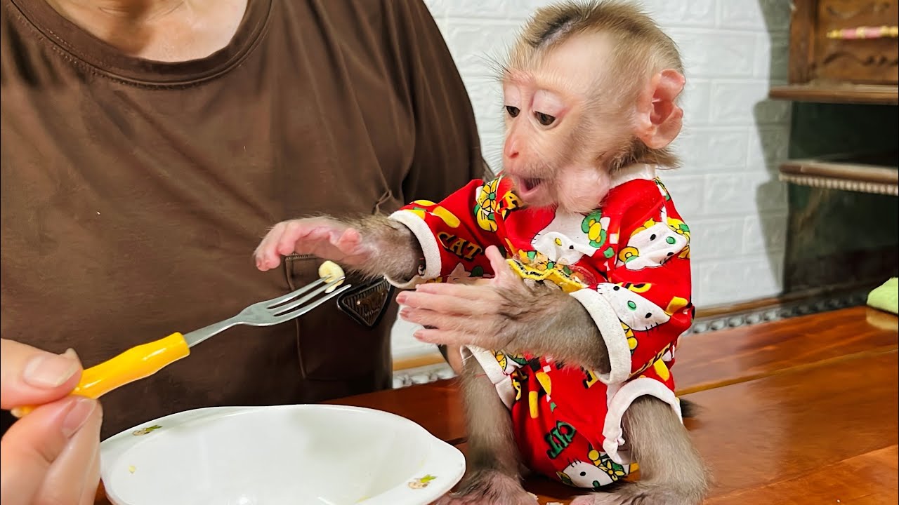 Baby monkey Tina hides food on both cheeks, so cute - YouTube