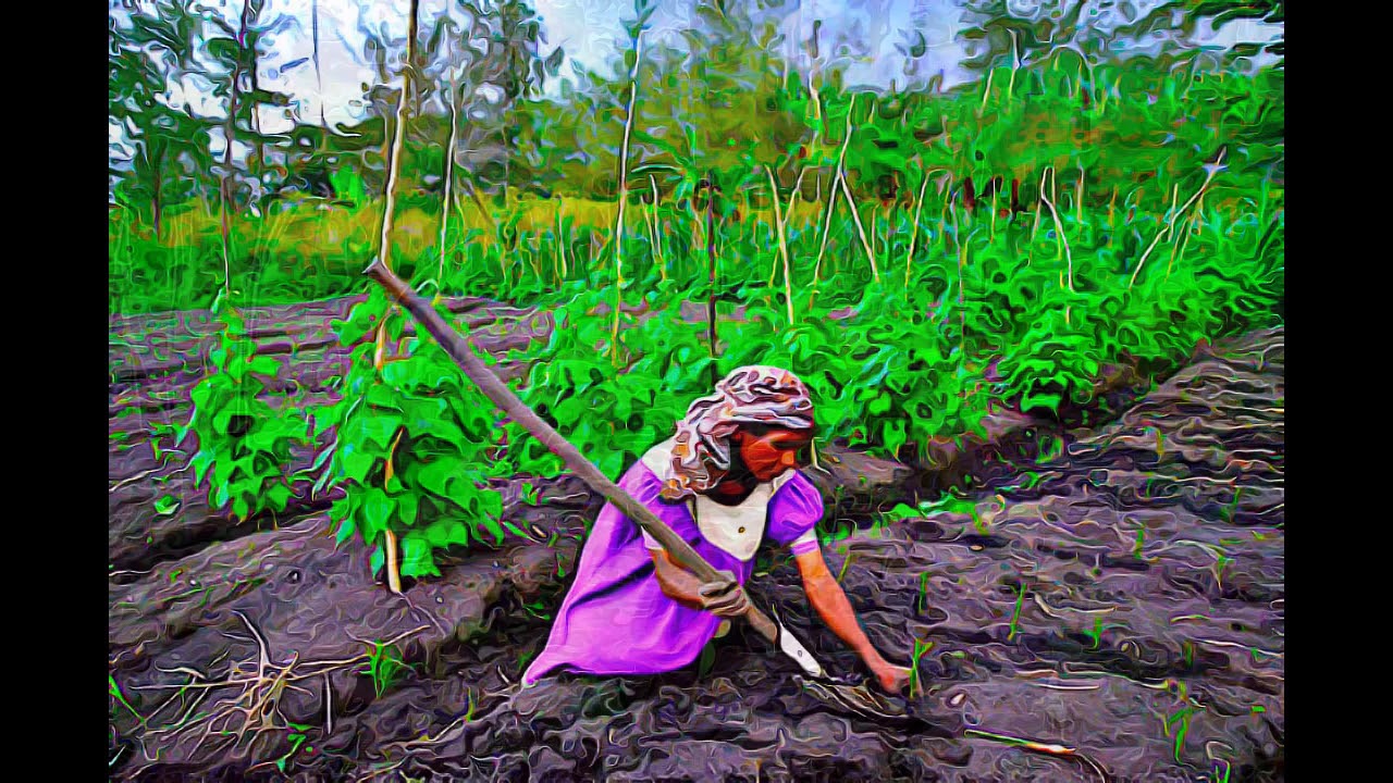 Papua New Guinea - Kuk Early Agricultural Site - YouTube