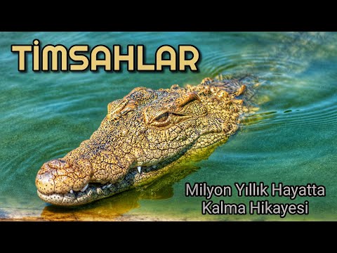 Timsahlar - Milyon yıllık hayatta kalma hikayesi #timsah #belgesel #hayvanlar