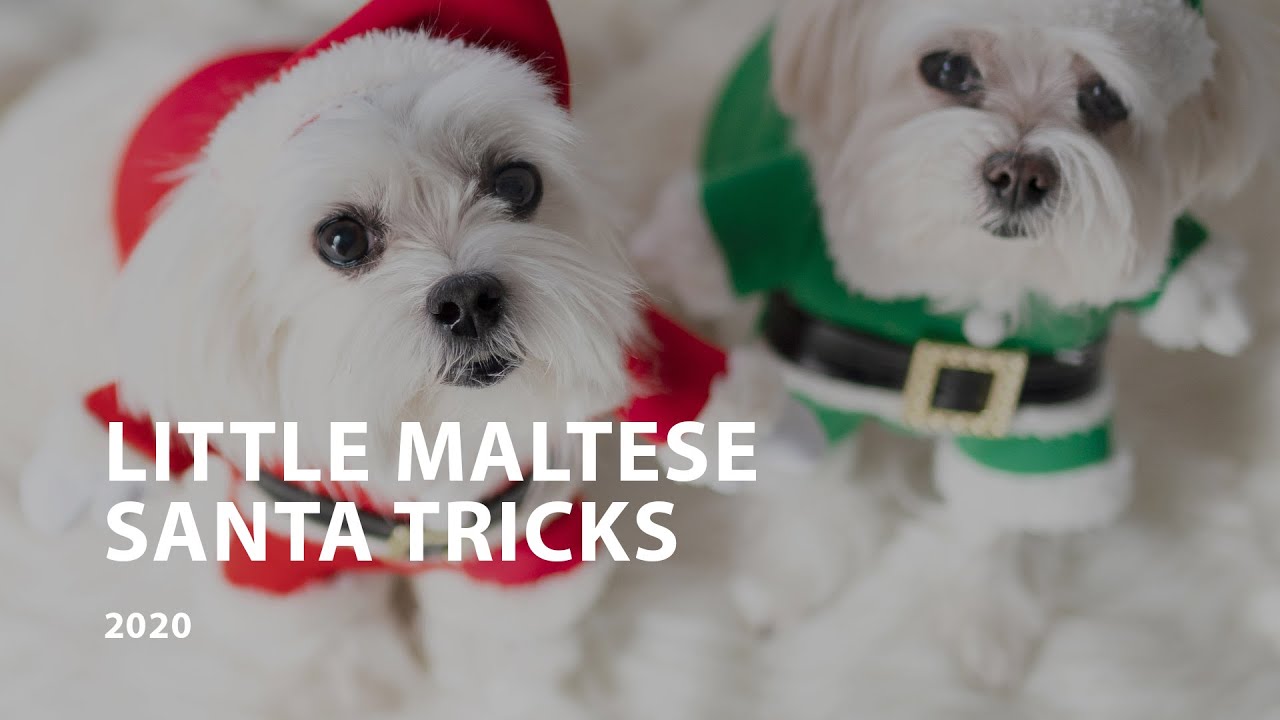 This is our attempt at our little maltese Santa tricks. - YouTube