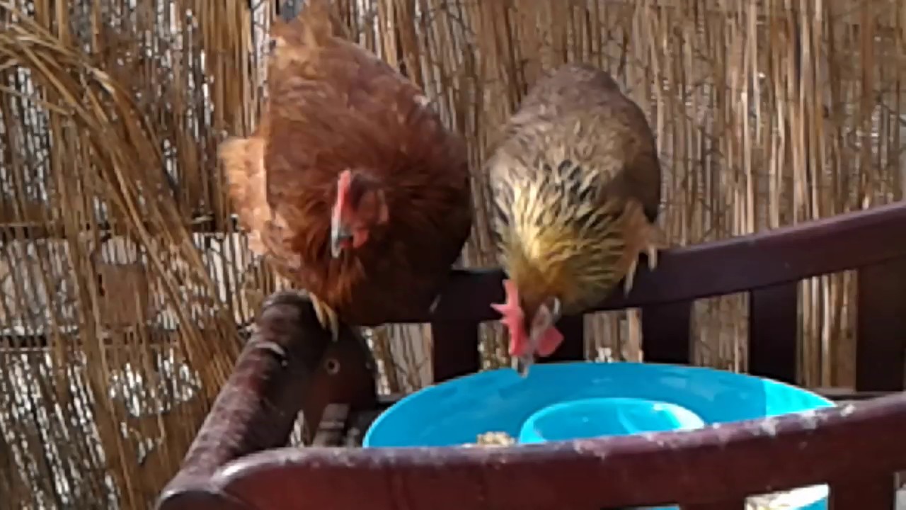 Chickens at 18 weeks - YouTube