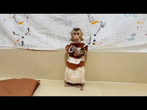 Mnkey Jasmine standinq look like lady /vry smrt baby Mnkey/ - YouTube