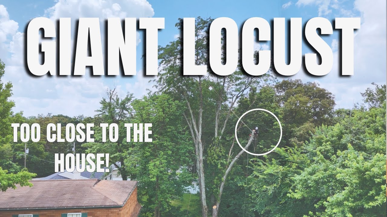 GIANT Locust Tree Removal | Too Close For Comfort - YouTube