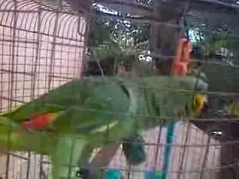 TRINIDAD TALKING AN LAUGHING PARROT!!!!!!!!! - YouTube