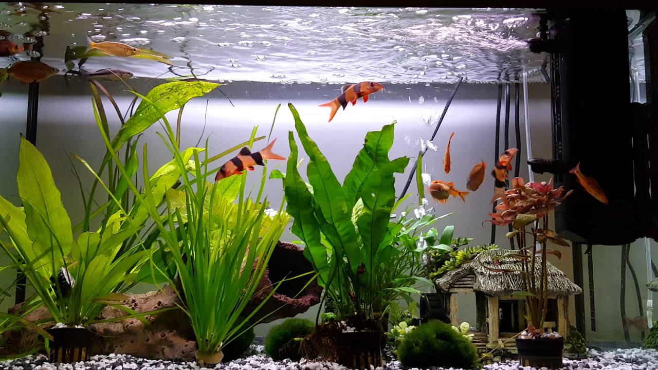 Tropical fish tank (35 gallons) - YouTube