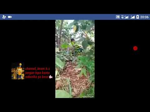 Beduaan Di semak2!!!! Direkam warga Endingnya mengejudkan..