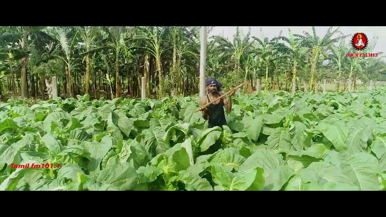 #Inuvil song. jaffna - YouTube