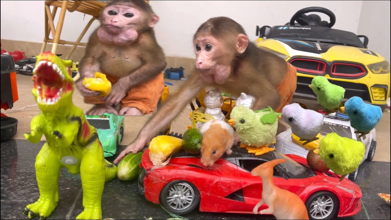 Monkey Baby Bon Tom|Funny bon bon playing with toy mice and chickens ...