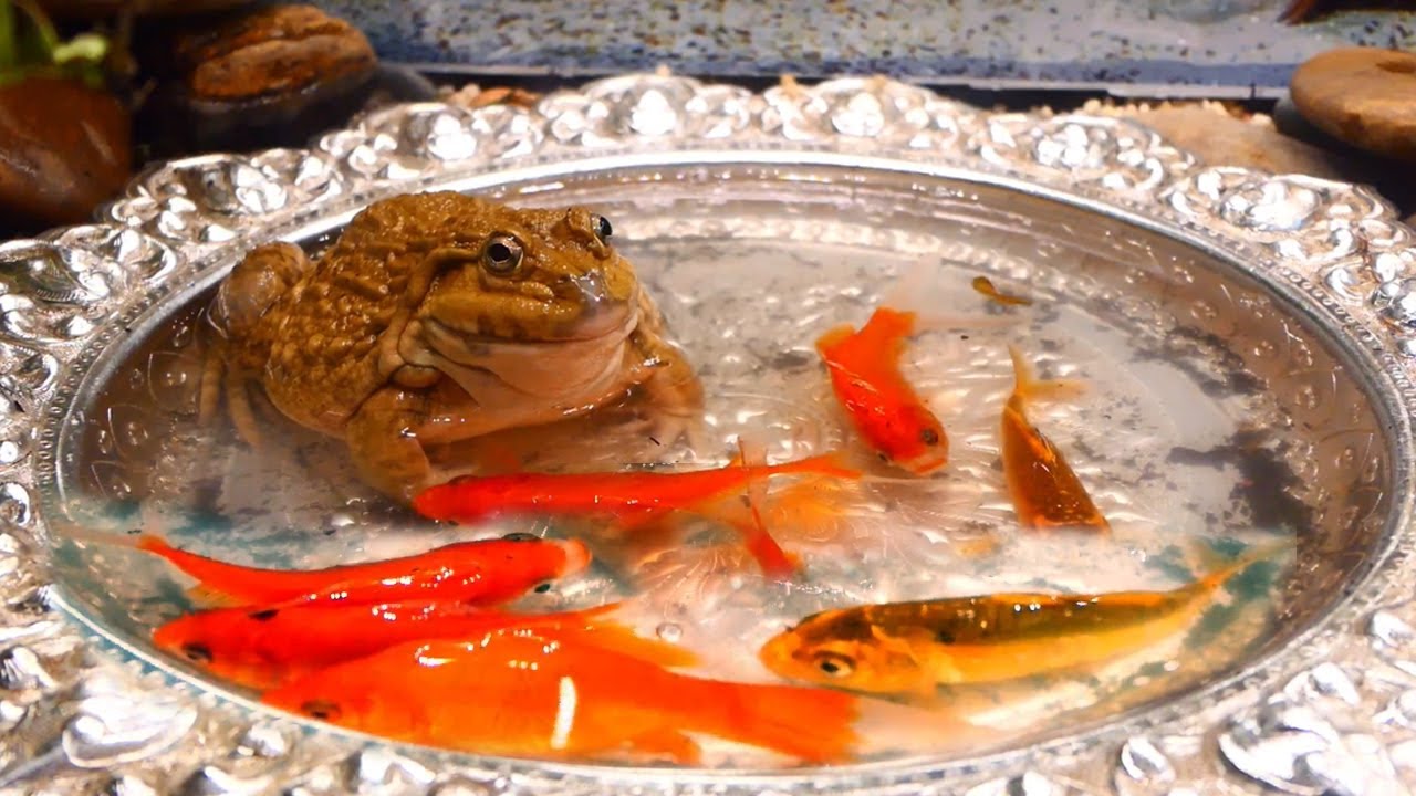 Bullfrog Eating Koi Fish Alive - Bullfrog vs Koi Fish EP04 - YouTube