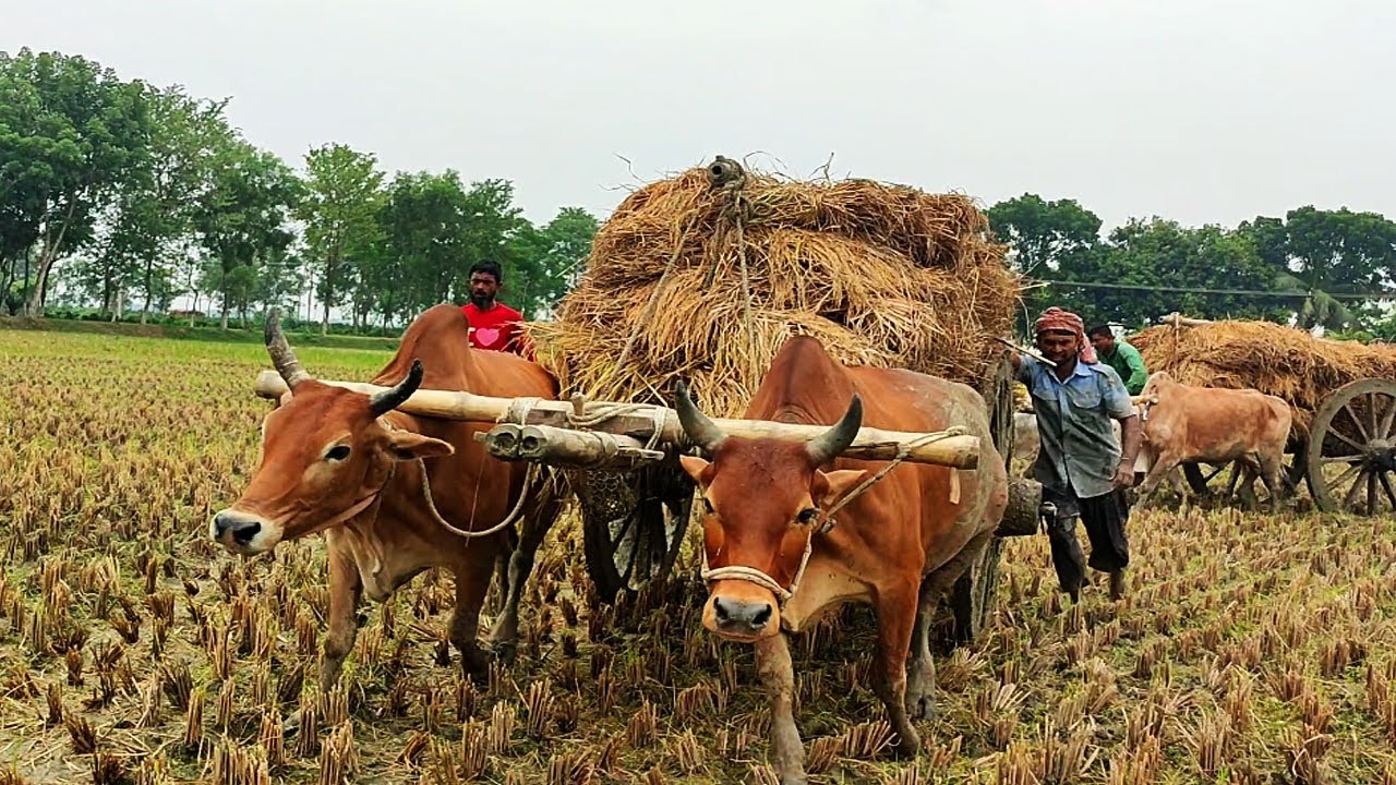 Bullock Cart Heavy Load Ride || Bullock cart Loaded Paddy || Village ...