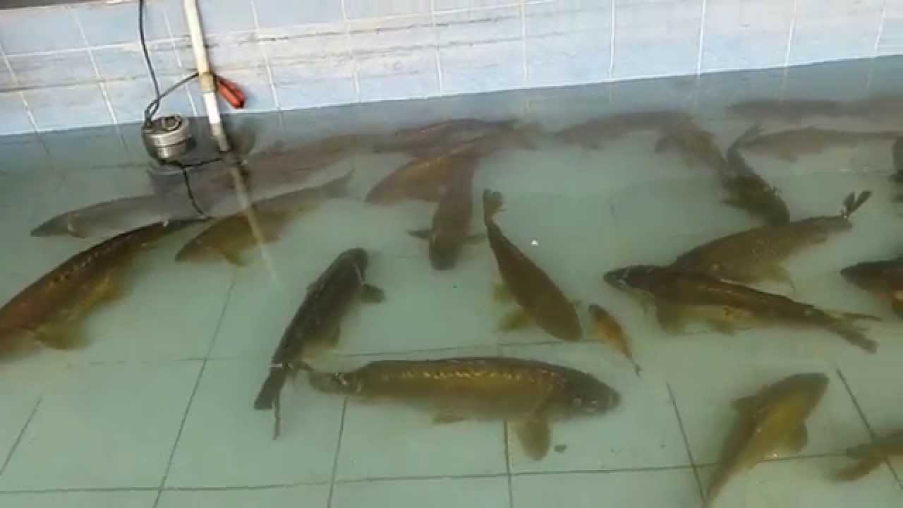 big fish pool - YouTube