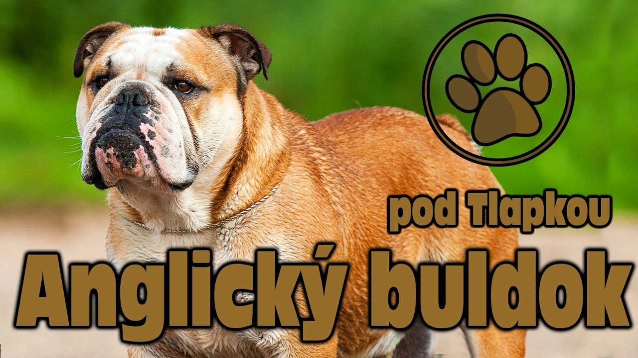 ANGLICKÝ BULDOK | O PLEMENU - YouTube