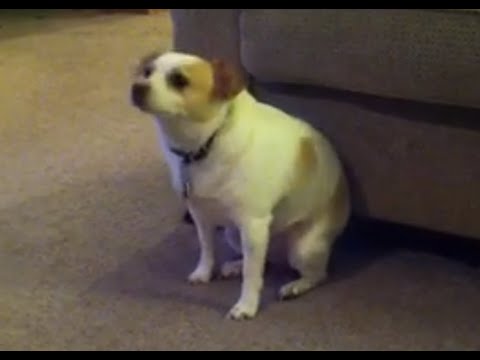 cute dog dancing - YouTube