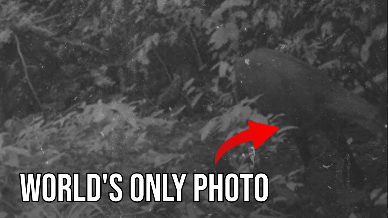The RAREST animals caught on TRAIL CAM only once - YouTube