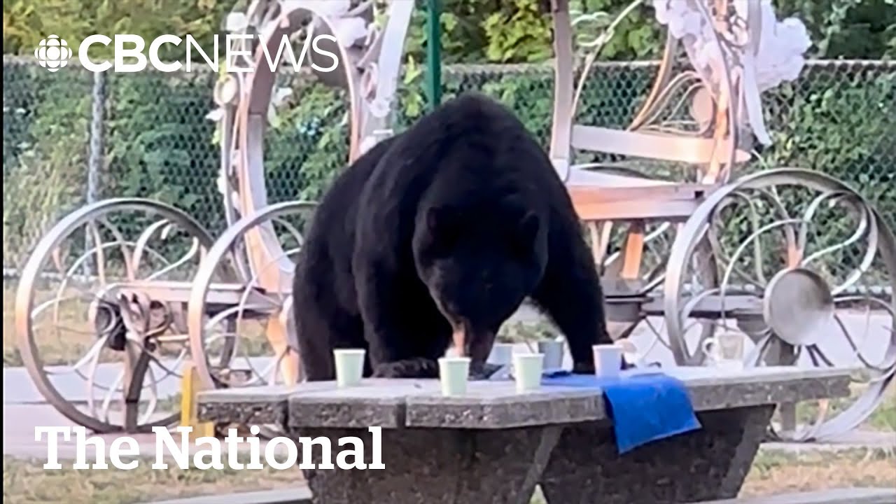 #TheMoment a black bear stole people’s picnic snacks - YouTube